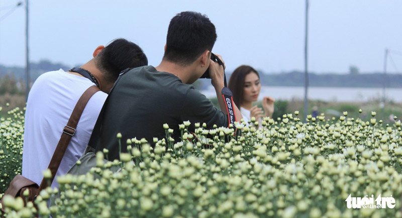 Hanoi, daisies, hanoi flowers
